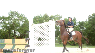 The Best Jumping Advice You’re Not Taking – Equestrian Digest